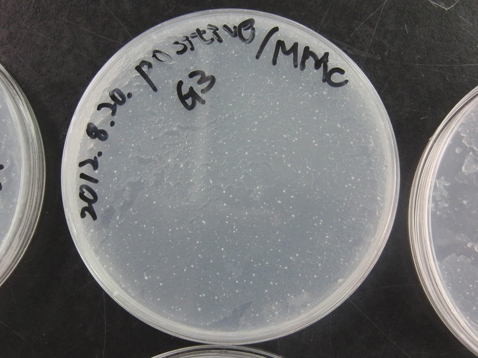 Lu Le Laboratory: Ames test - Salmonella Reversion Assay