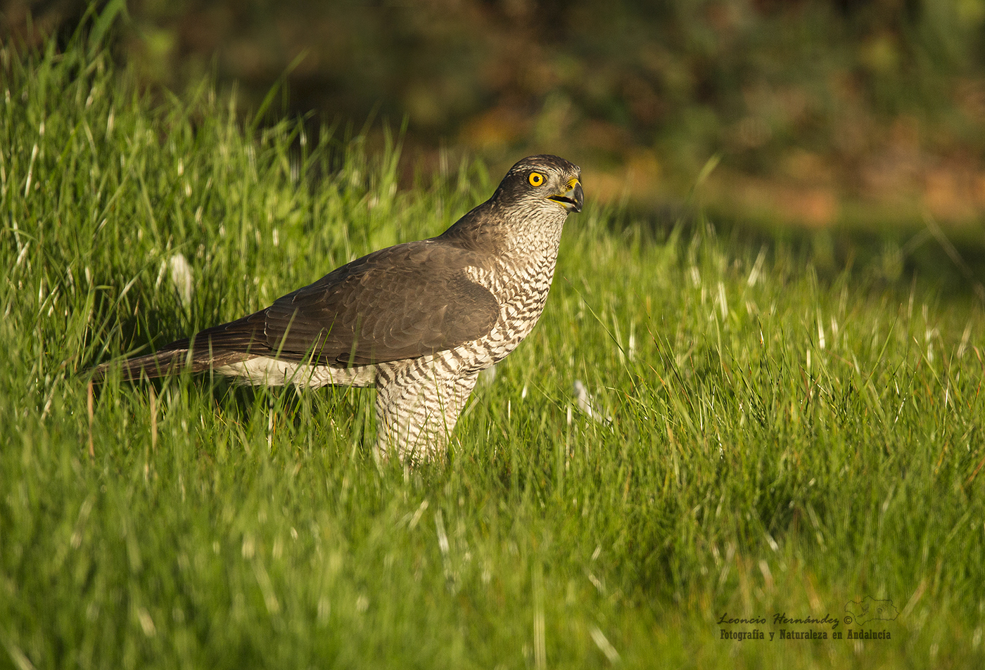 FOTOGRAFÍA Y NATURALEZA EN ANDALUCÍA: Azor común (Accipiter gentilis)
