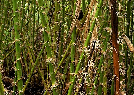 Habitat dan Pemanenan Rotan