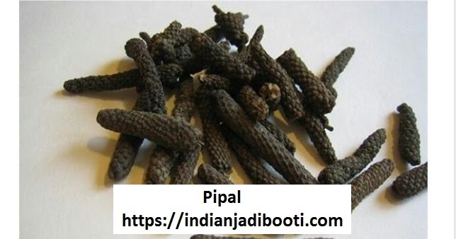 IndianJadiBooti.com: भारतीय पीपली से होगा कैंसर का इलाज , Indian Pipal ...