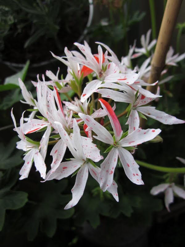 Vikeskärs hem och vardag: Pelargonsorter