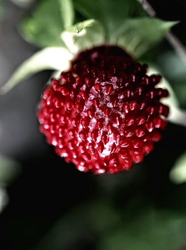 Issa's Untidy Hut: January 2015