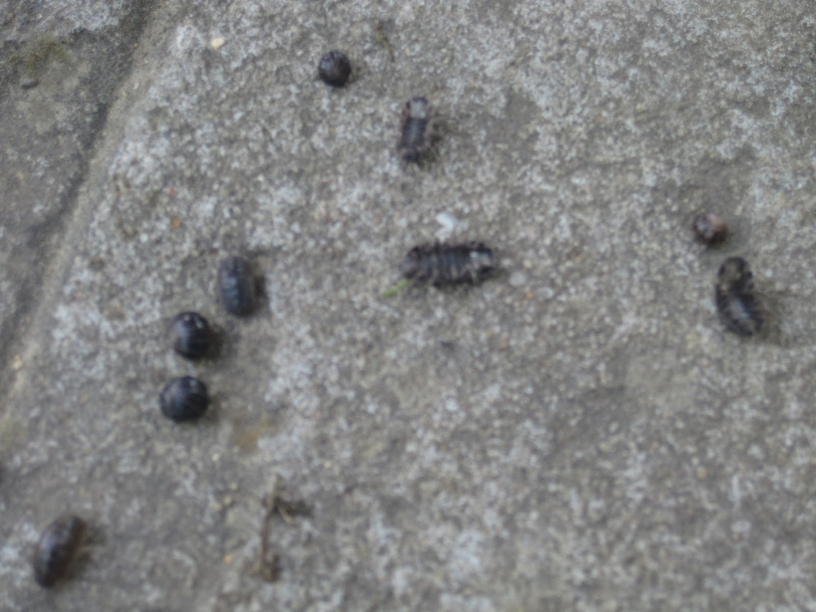 La vida de los animales: Insectos