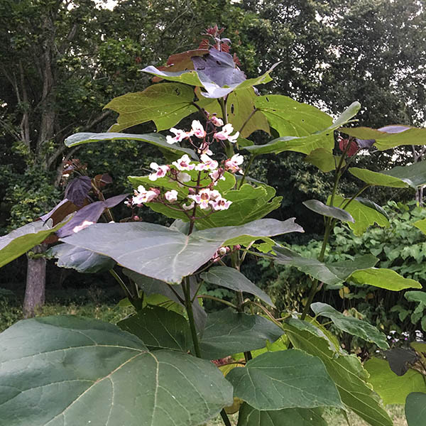 home of voxgirl: arboretum