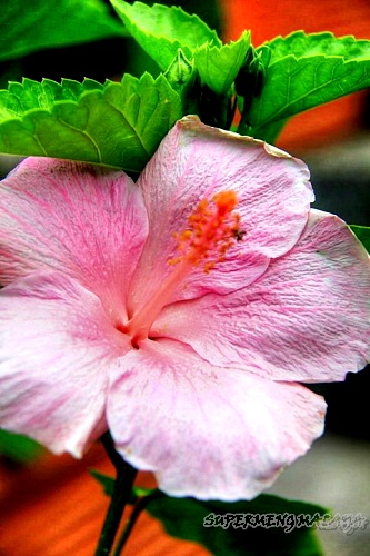 SUPERMENG MALAYA: Taman Bunga Raya Kuala Lumpur