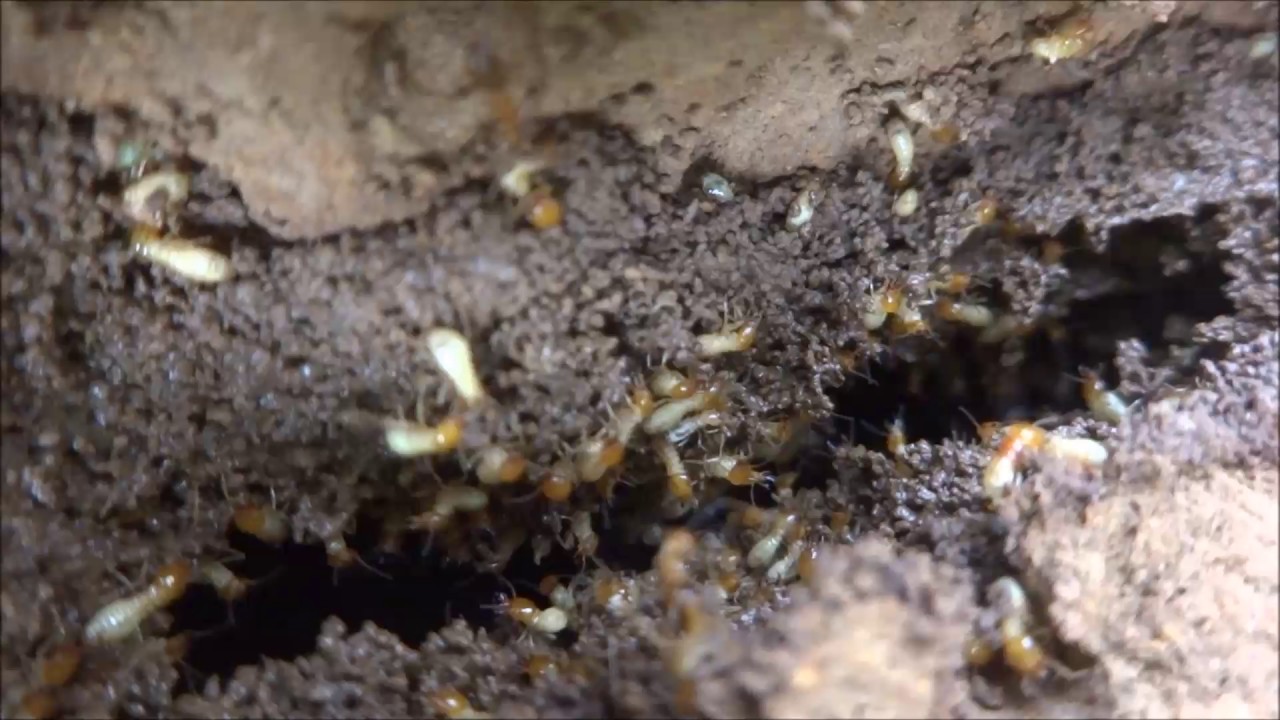 പുത്തനറിവ്: May 2018