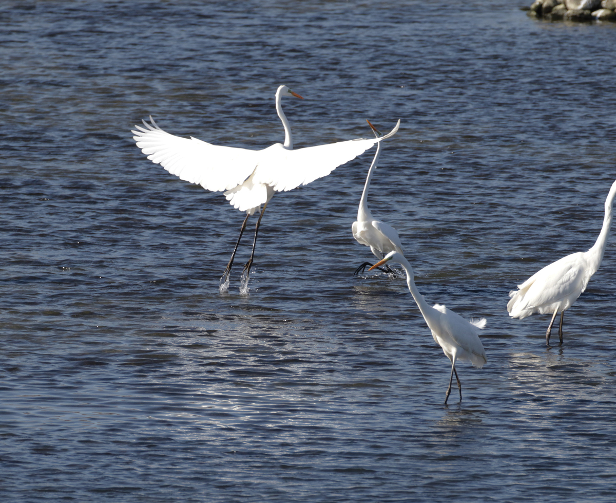 BIRDING - Kyoto, Kansai and Japan: Great White Egret... a flock of alba!