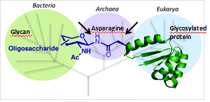 Getting to Know Your Amino Acids: Asparagine