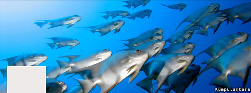 FB Covers Fish ~ Cover Facebook timeline