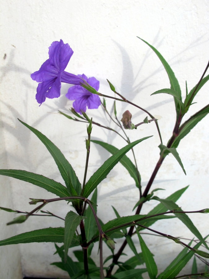 FLORA NEL SALENTO e.. anche altrove: Ruellia simplex C. Wright ...