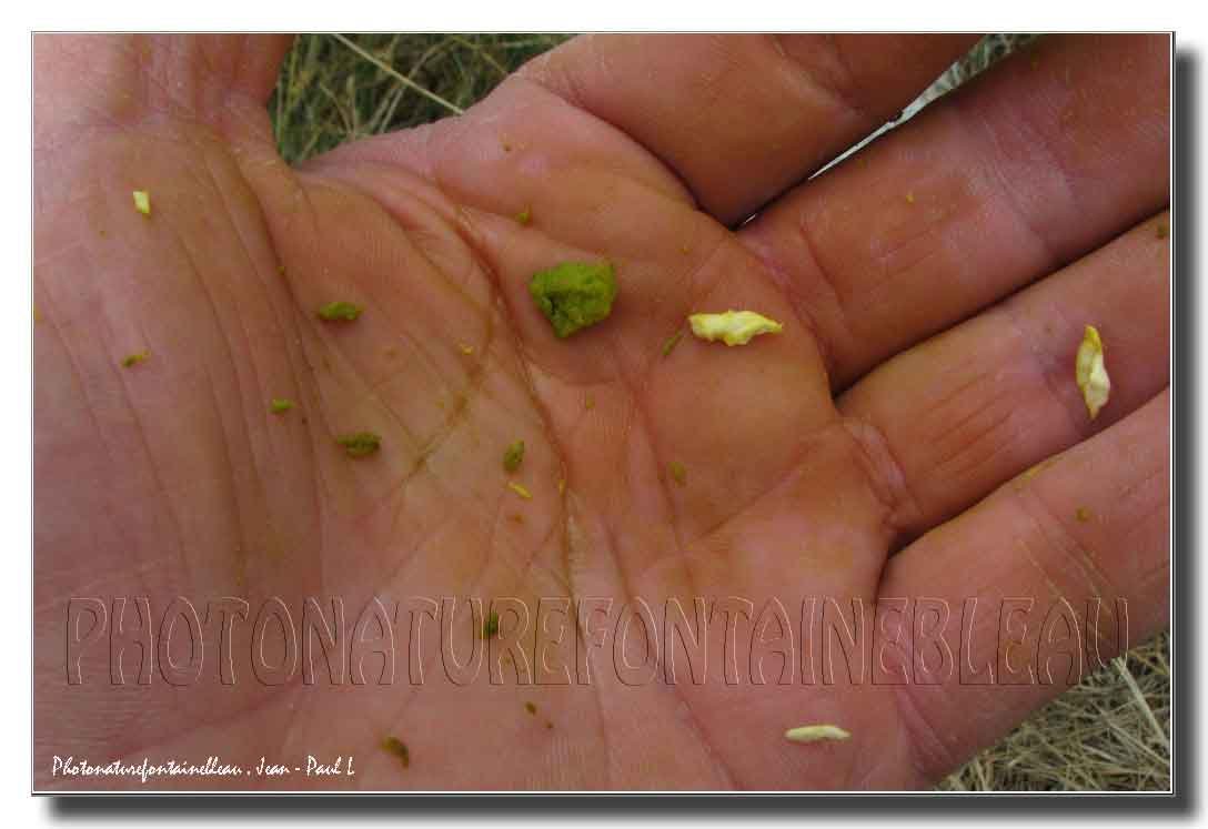 Broux de noix; Article 2018 020