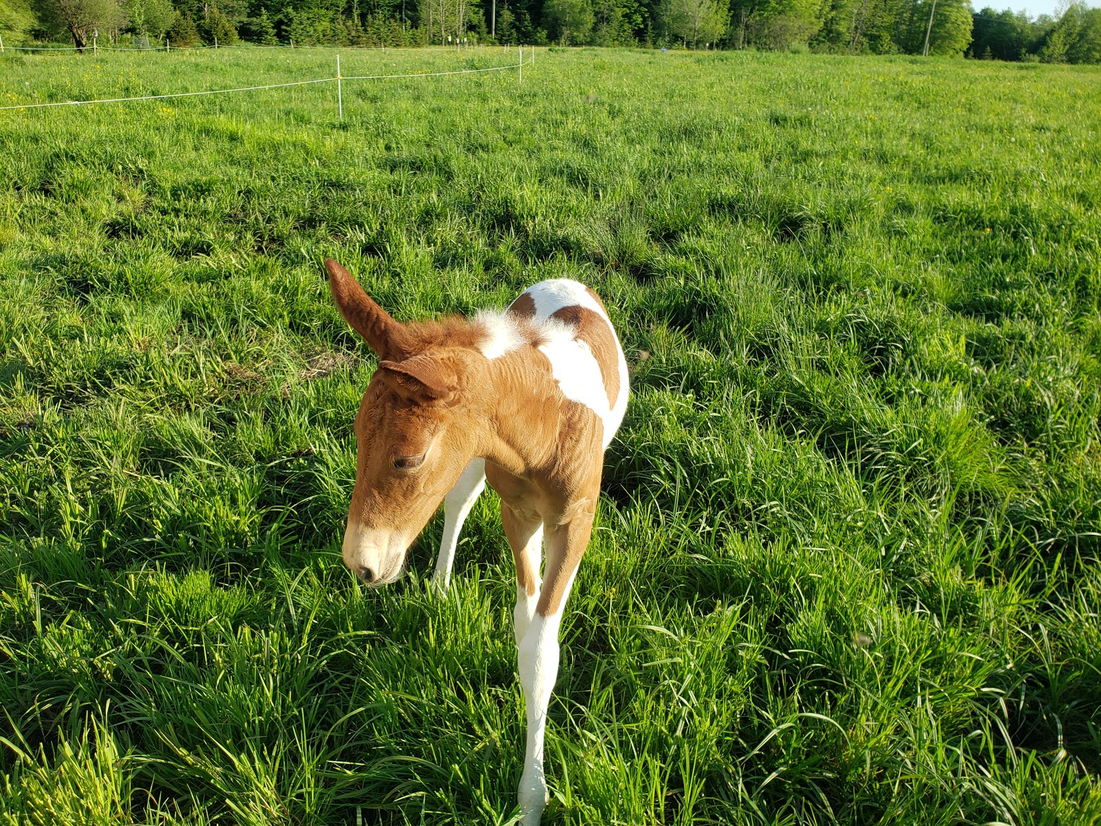 The Dancing Donkey: Name that Mule