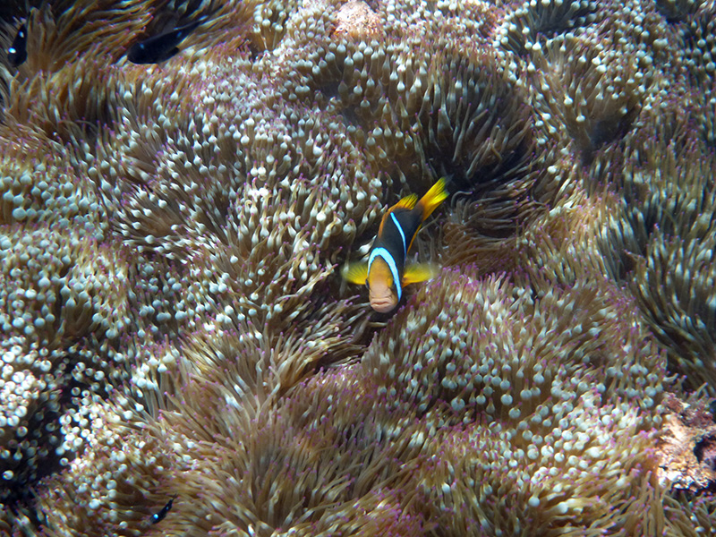 The Adventures of S/V Silhouette: Snorkeling Tonga