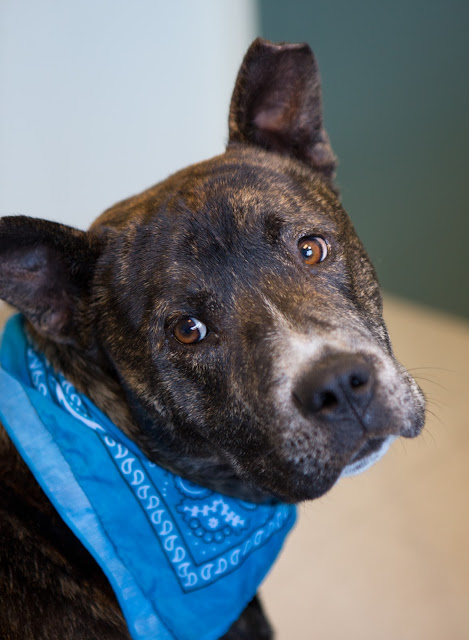 Shelter Dogs of Portland: "BLAKE" you will Adore this dog! young big ...