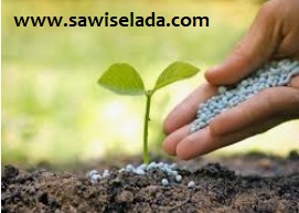 Jenis Jenis Pupuk dan Fungsinya - Sawi Selada