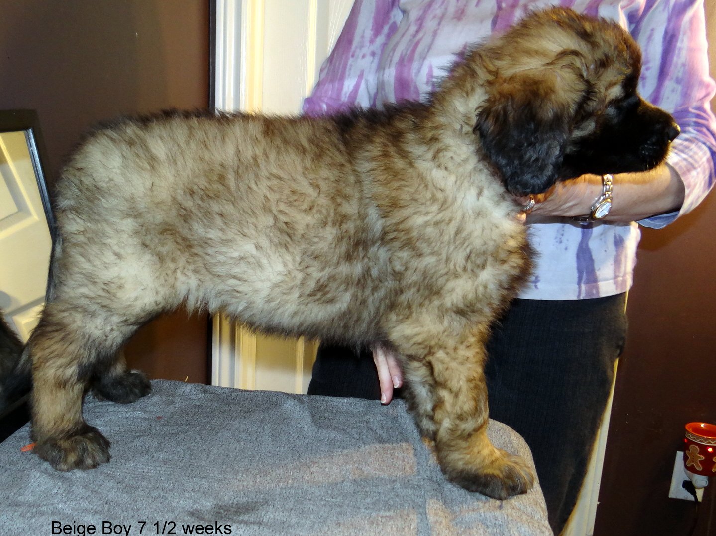Heronview Leonbergers: Conformation shots of puppies