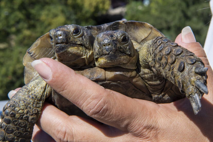 Two-Headed Tortoise Believed To Be Oldest Of Her Kind Is Turning 23