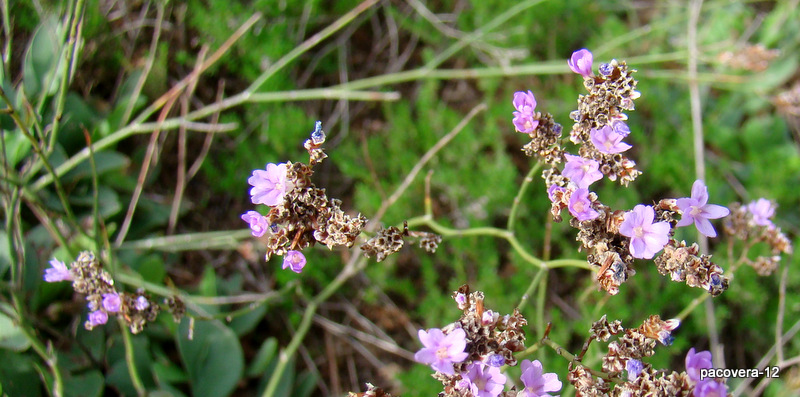 CH´USAY: Limonium sp