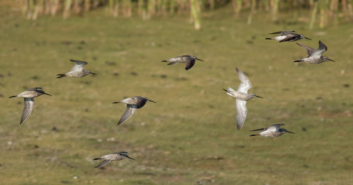 View from the Cape: Identifying shorebirds in flight - Stilt Sandpiper