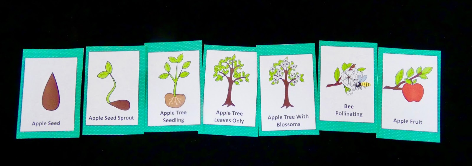Life Cycle Sorting Cards NGSS 3-LS1-1 and Utah SEEd 3.2.1 - Teaching ...