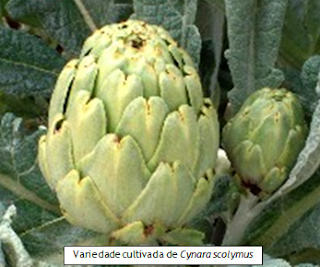 Plantas e Flores do Areal: Cynara humilis L.