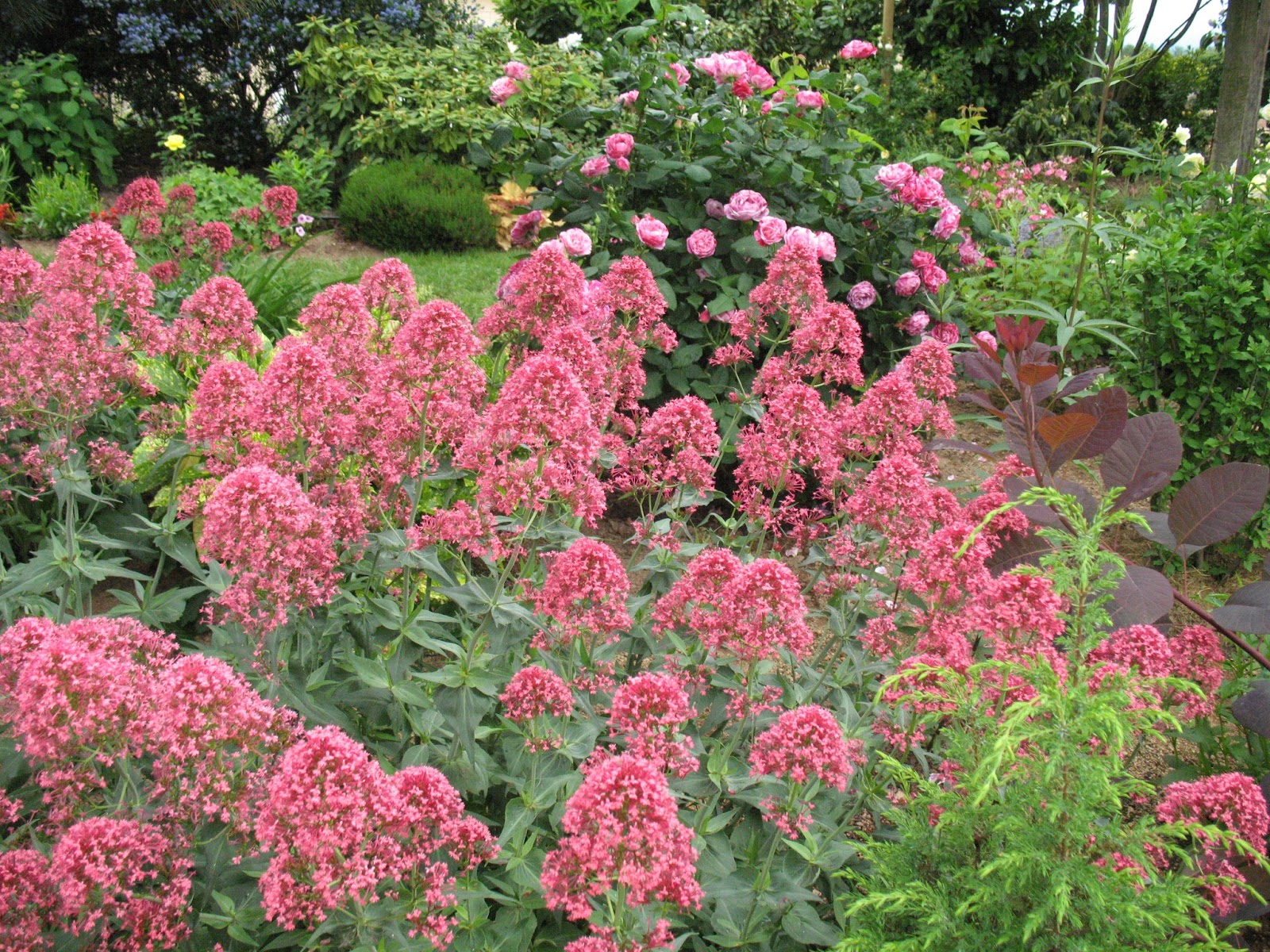 Roses du jardin Chêneland: Création d'un massif de plantes vivaces