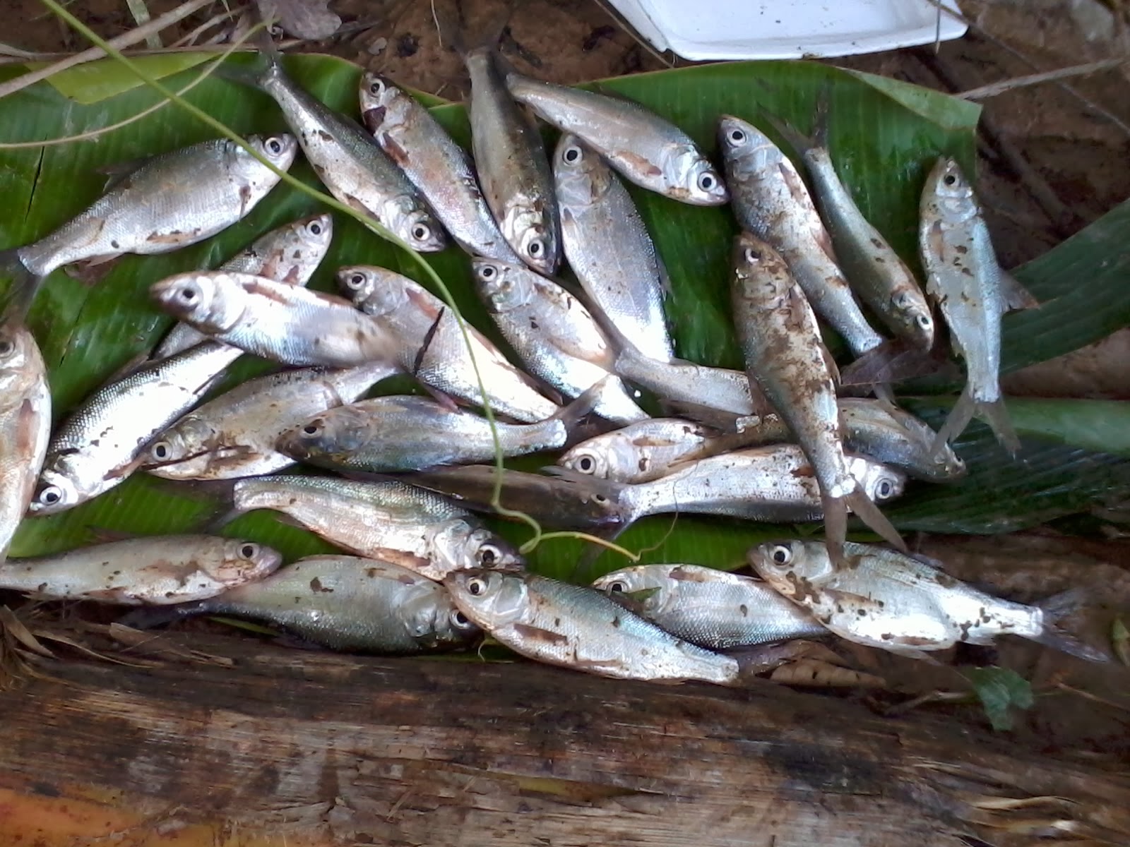 ALAMI DESTINASI PERCUTIAN DI PULAU BANDING, ROYAL BELUM: Ikan luma / loma