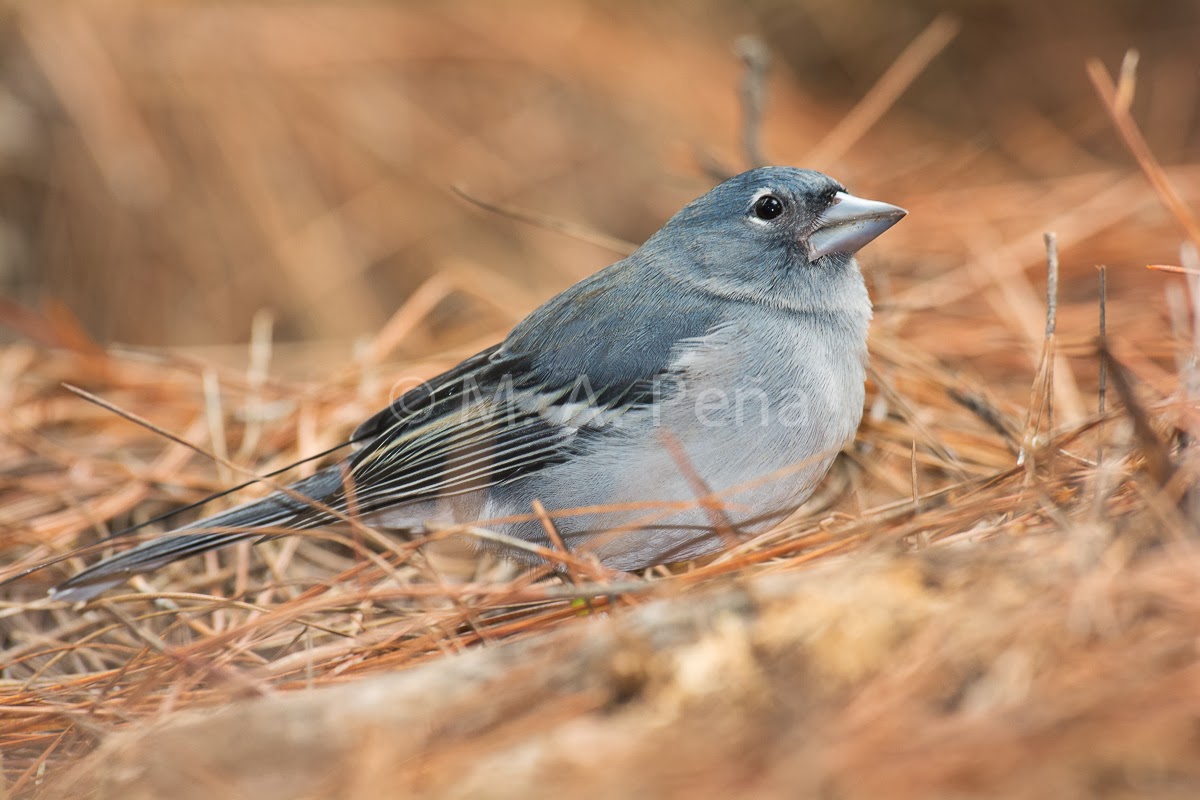 Miguel Angel Peña. Fotos de Naturaleza: Más sobre el pinzón azul de ...