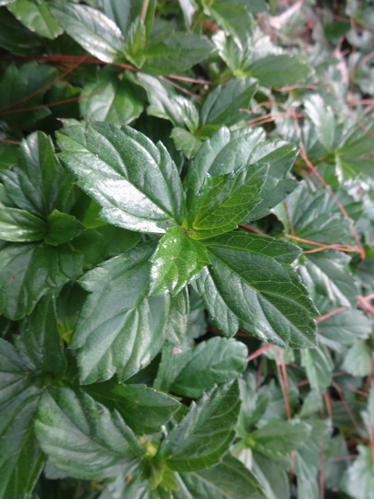 Herbs from Distant Lands: Wedelia - Wedelia chinensis - trilobata ...