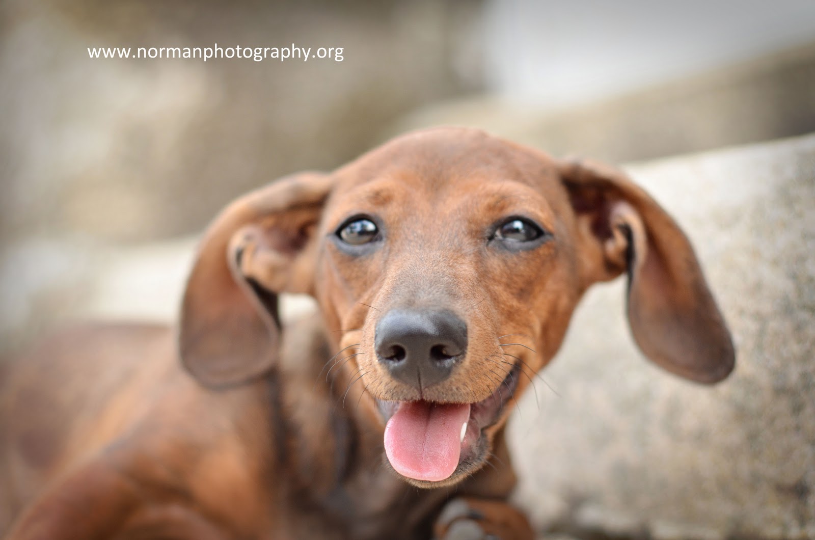 Norman Photography: Riley | Killeen Children's Photographer