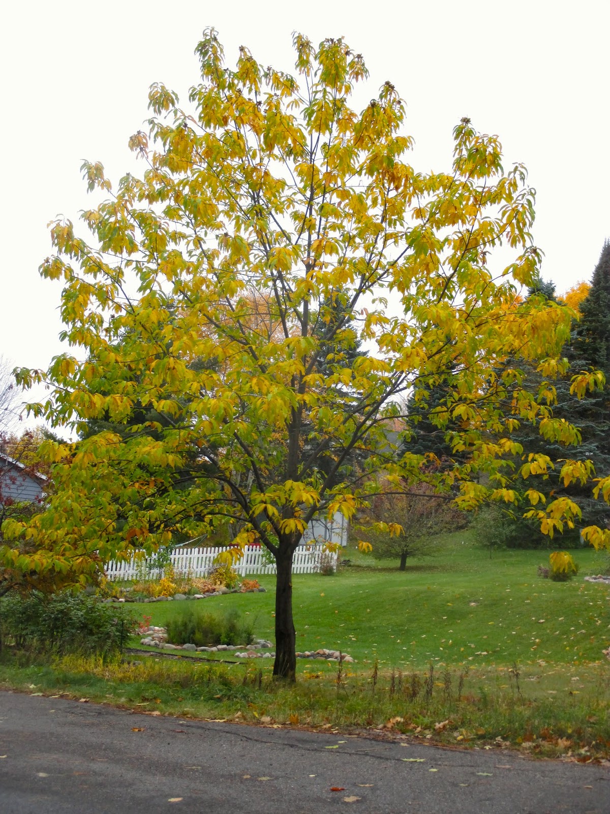 Art's Bayfield Almanac: HAZELNUT AND CHESTNUT FALL COLOR