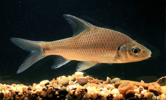 IKAN AIR TAWAR MALAYSIA: IKAN TEMPERAS