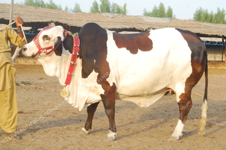 Sohrab Goth Gai Mandi Photos Gallery: Shah Cattle Farm 2009