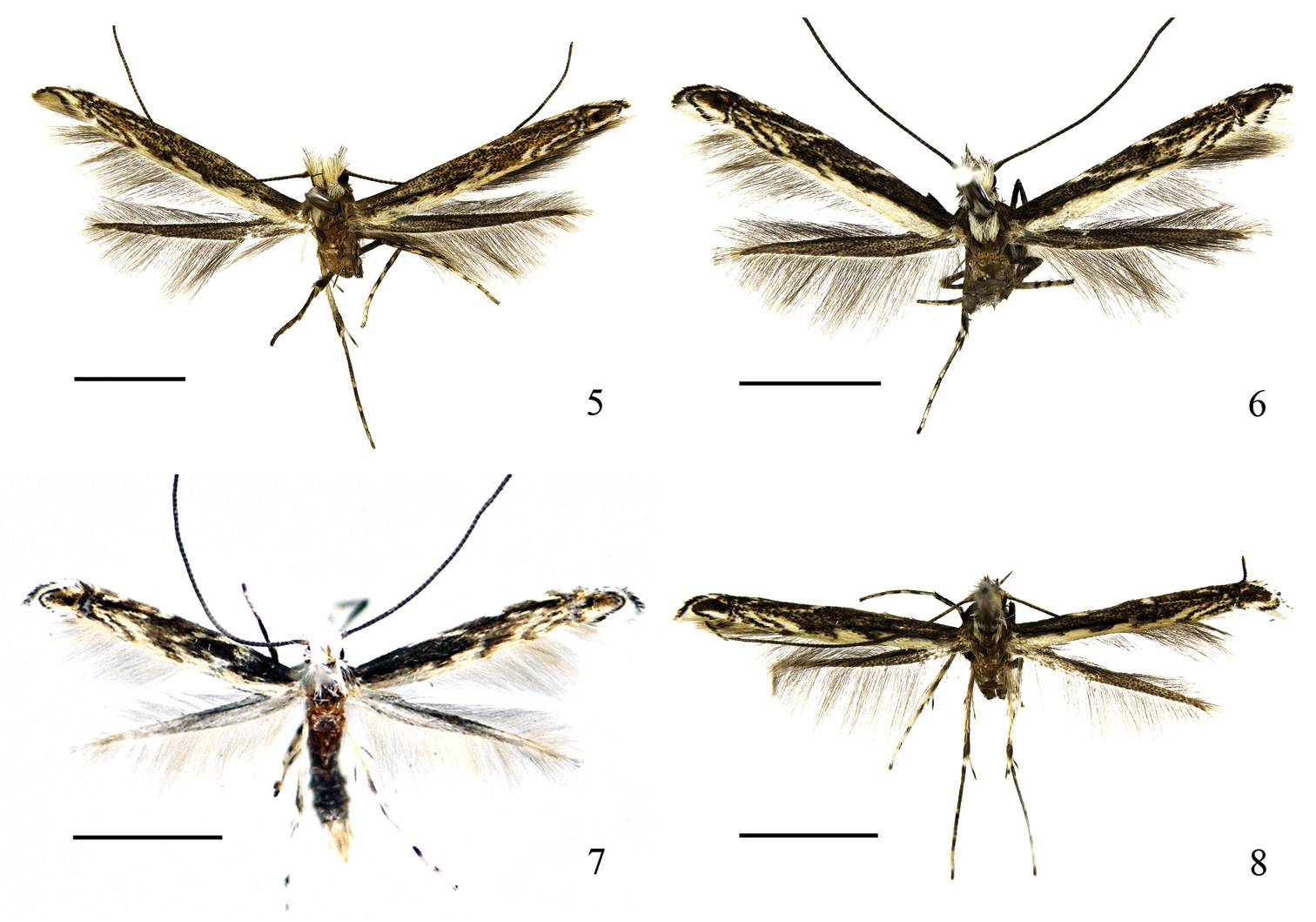 Biodiversity Science: Discoveries of the week #42
