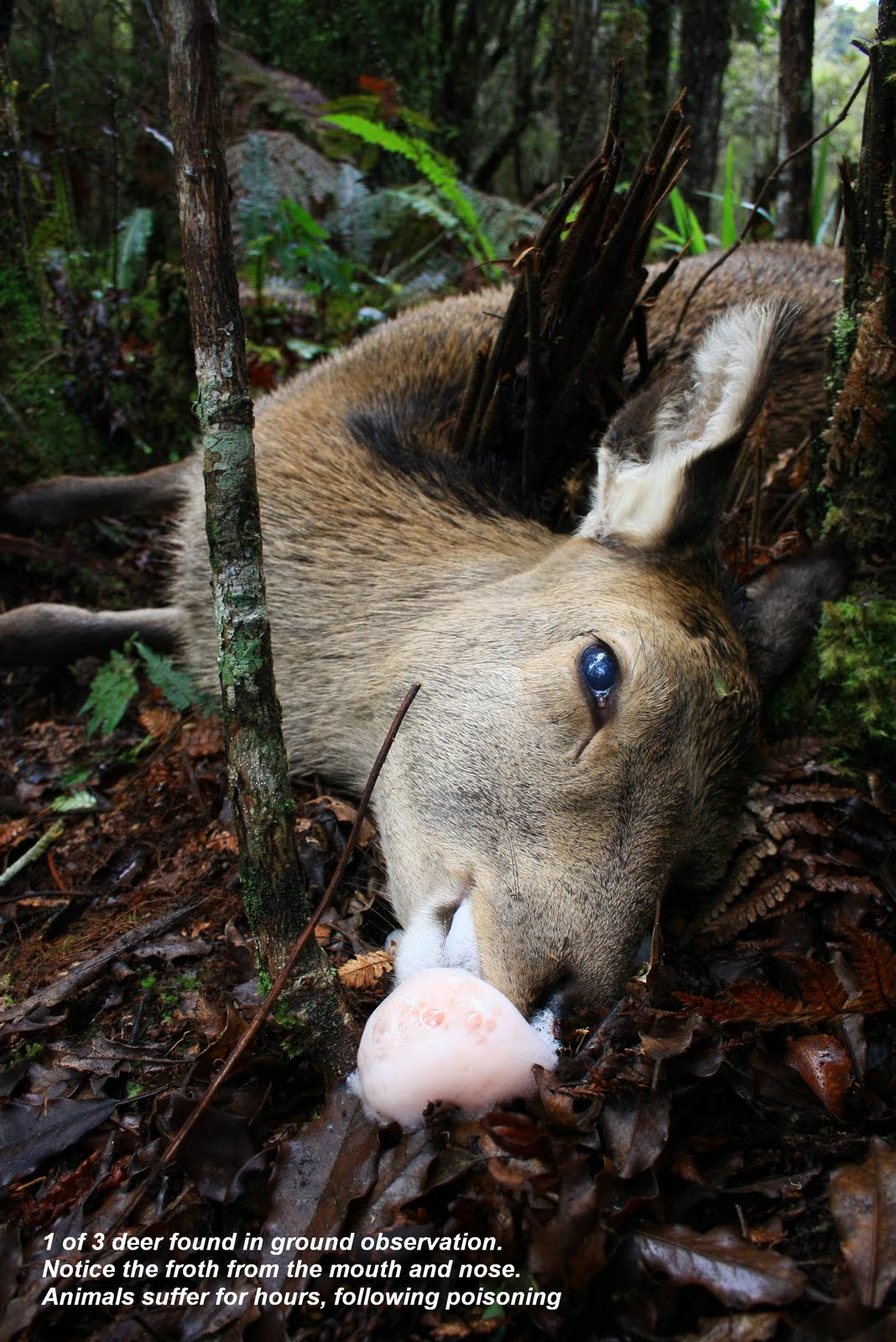 Poisoning Paradise: Government Guilty of "Reckless" 1080 Deaths