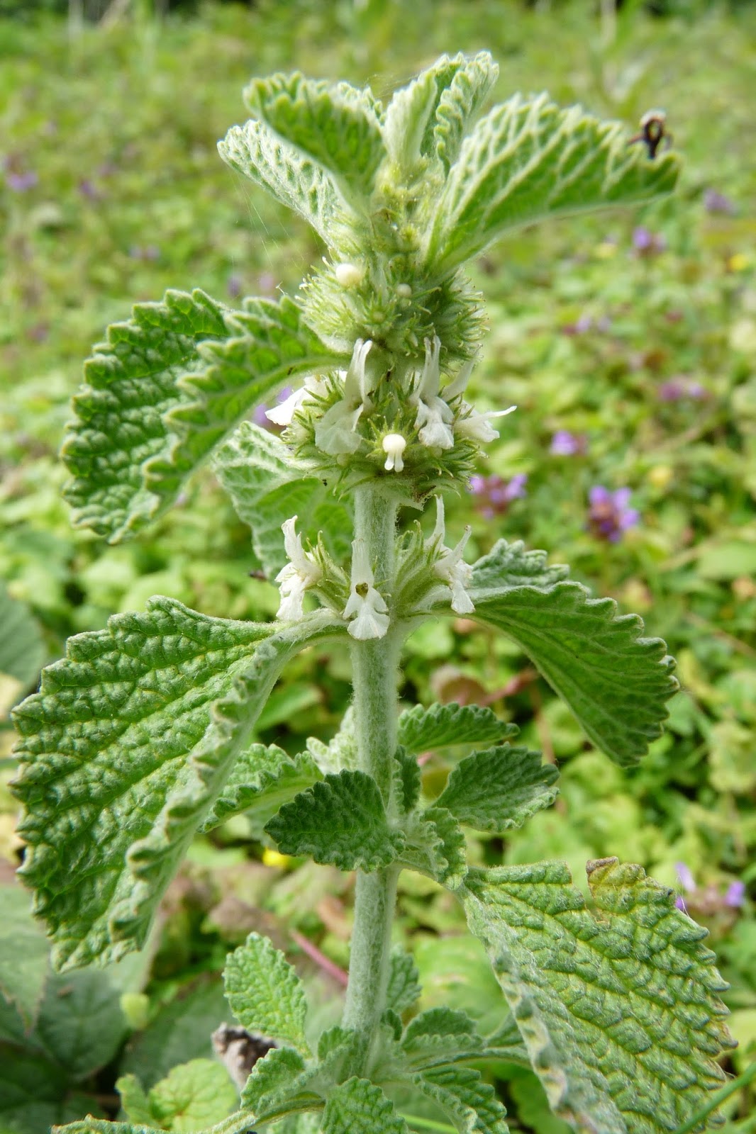 Northwest Norfolk Naturalists: White Horehound at Ringstead Downs