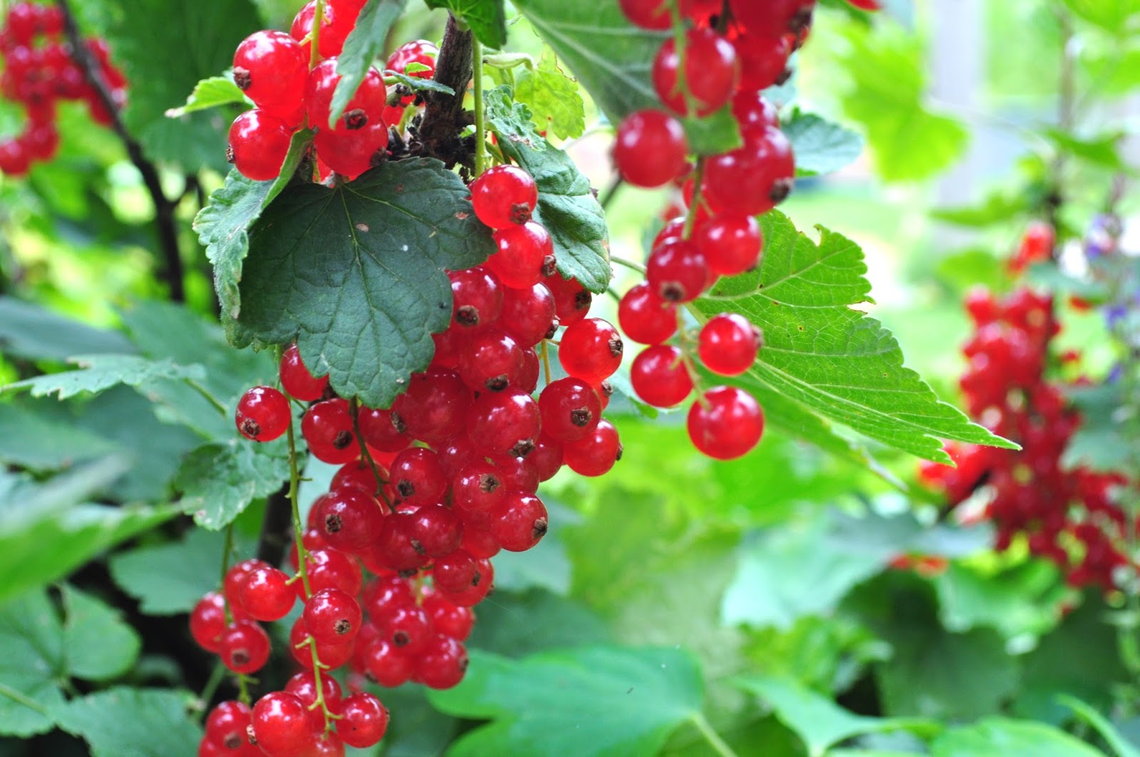 't Bezige Bijtje: Tuin, moestuin en lekker eten!