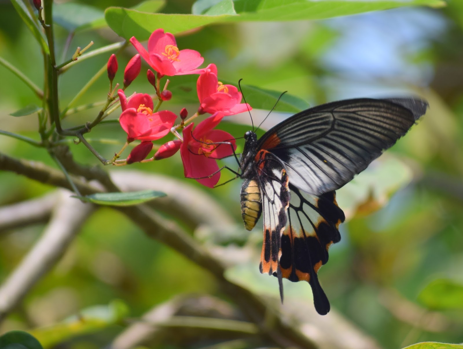 Field Notes and Photos: Papilio polytes: Common Mormon Butterfly
