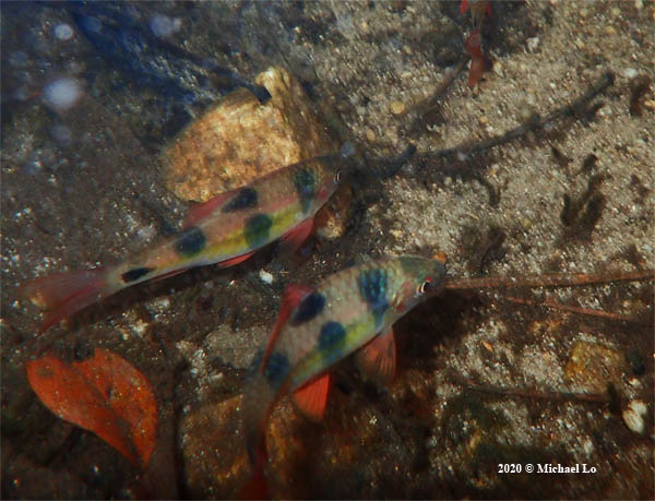 The rainforests of Borneo & Southeast Asia: Freshwater underwater world ...