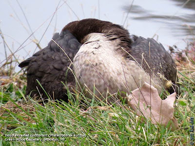 The City Birder: A Rare Bird & A Distressed Bird