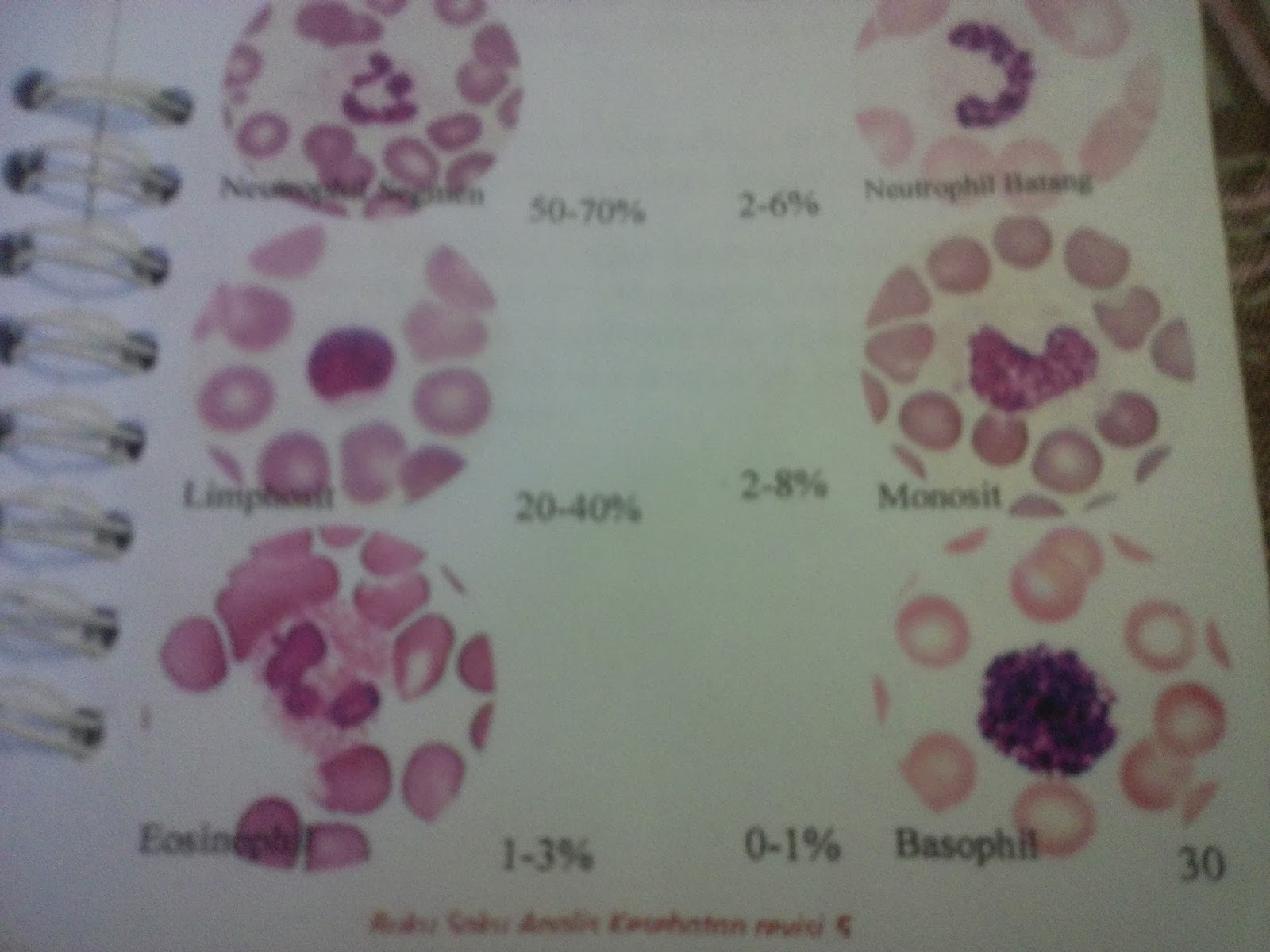 Hitung jenis leukosit (Apusan Darah)