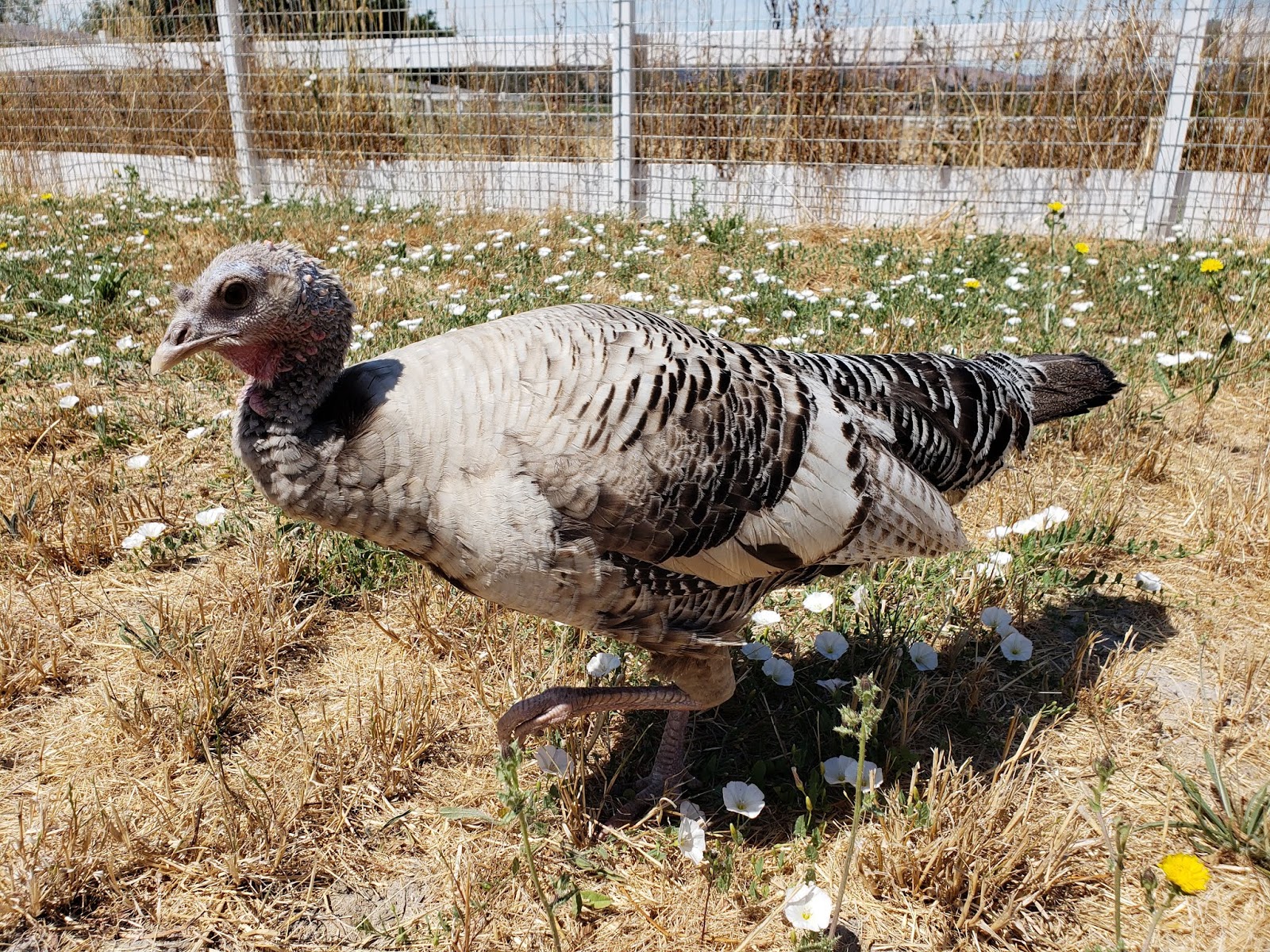 Charlie's Acres: Turkey Care