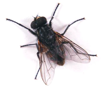 Universo Animal: ¿Cómo puede una mosca caminar por el techo?