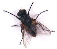 Universo Animal: ¿Cómo puede una mosca caminar por el techo?