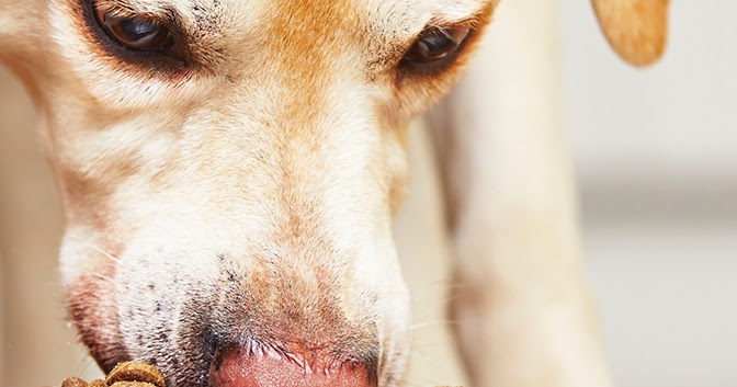 Jaxpetland Switch To Organic Food To Feed Your Pets With All Nutrients jaxpetland-switch-to-organic-food-to-feed-your-pets-with-all-nutrients