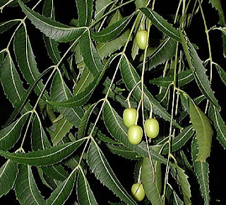 Neem In Unani Medicine