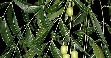Neem In Unani Medicine