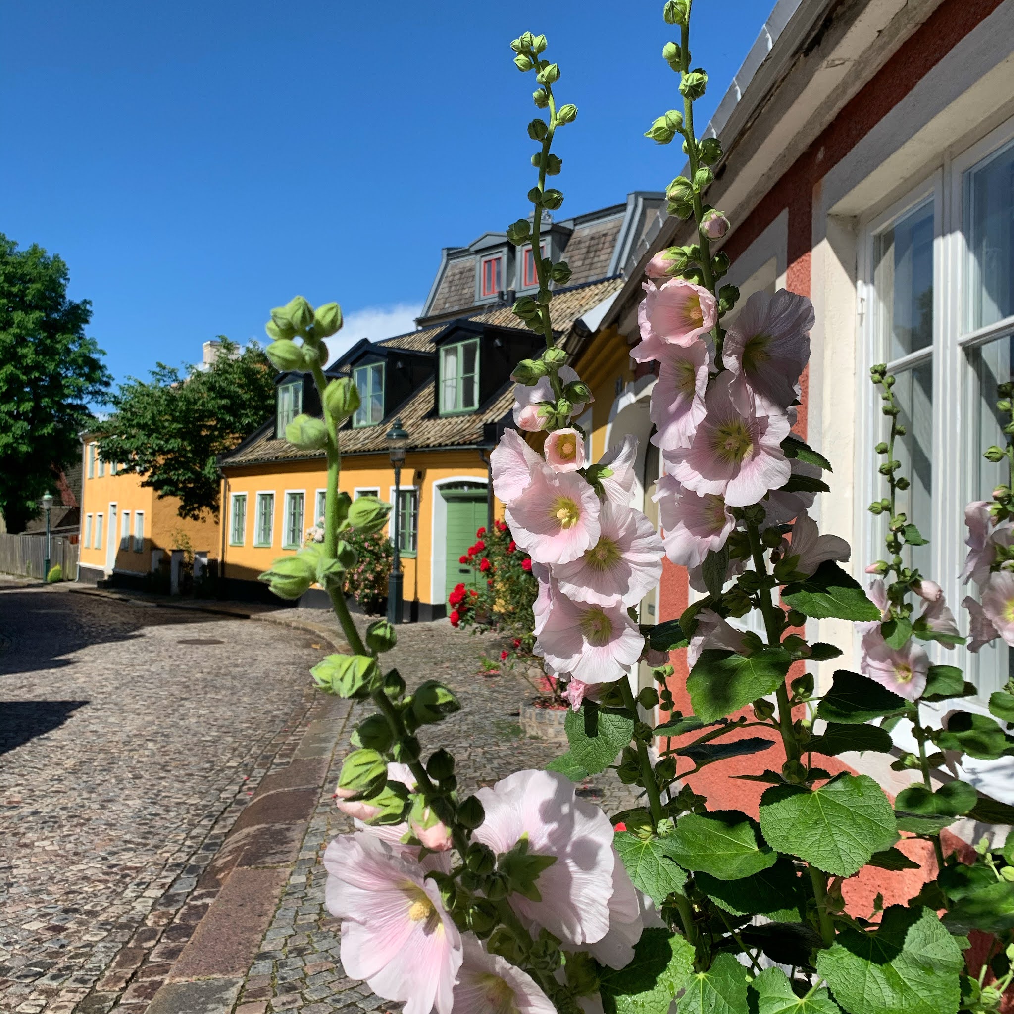 Destination Lund Sweden: Tourism, history and culture: Hollyhocks ...
