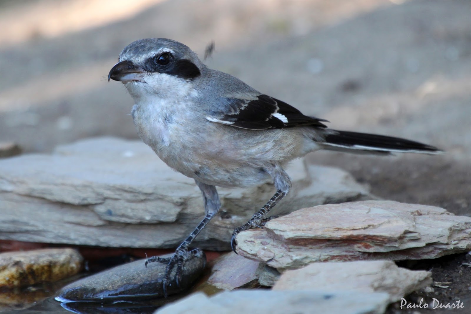 A arte de debicar: Picanço juvenil...