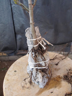 bonsaibp's bonsai blog: Root over rock 101